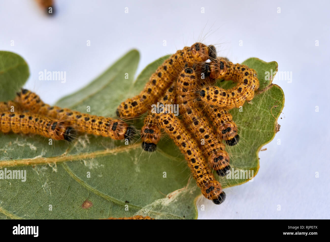 oak processionary moth on leaf Stock Photo - Alamy
