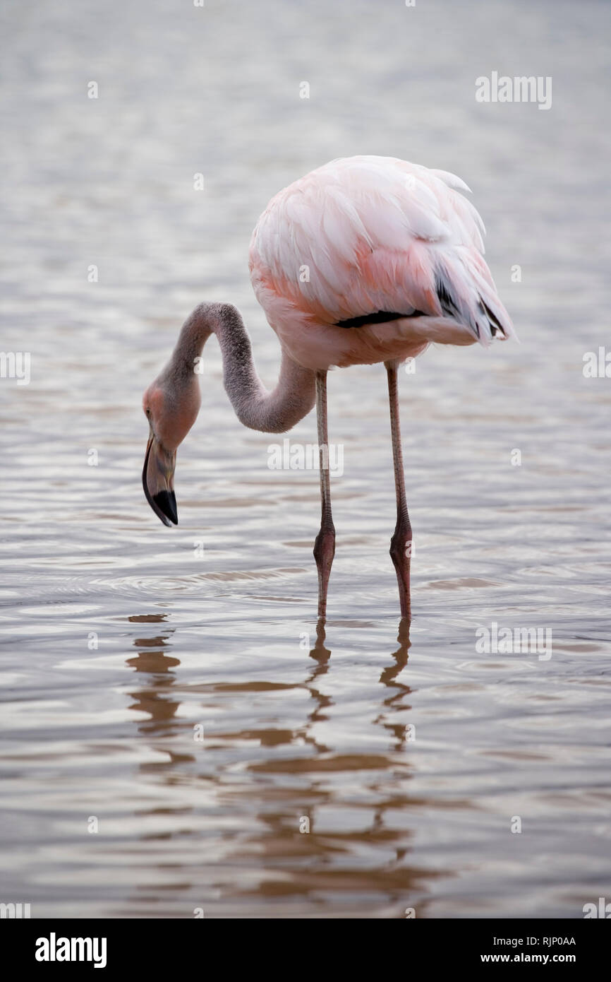 Galapagos pink flamingo bending down looking in the water in a lake on ...