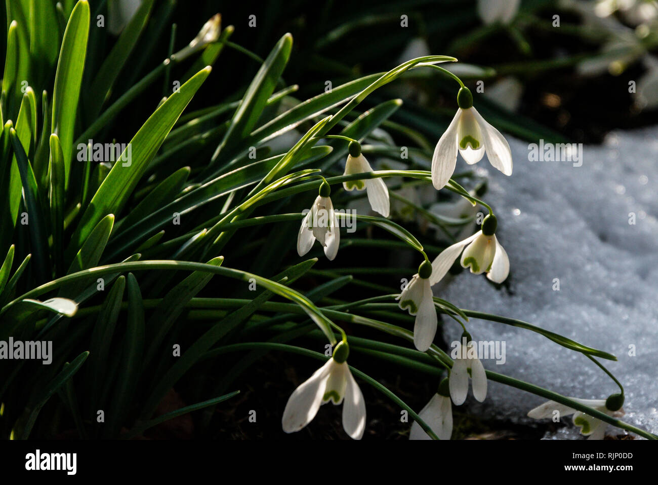 Snowdrops (Galanthus) in the snow Stock Photo - Alamy