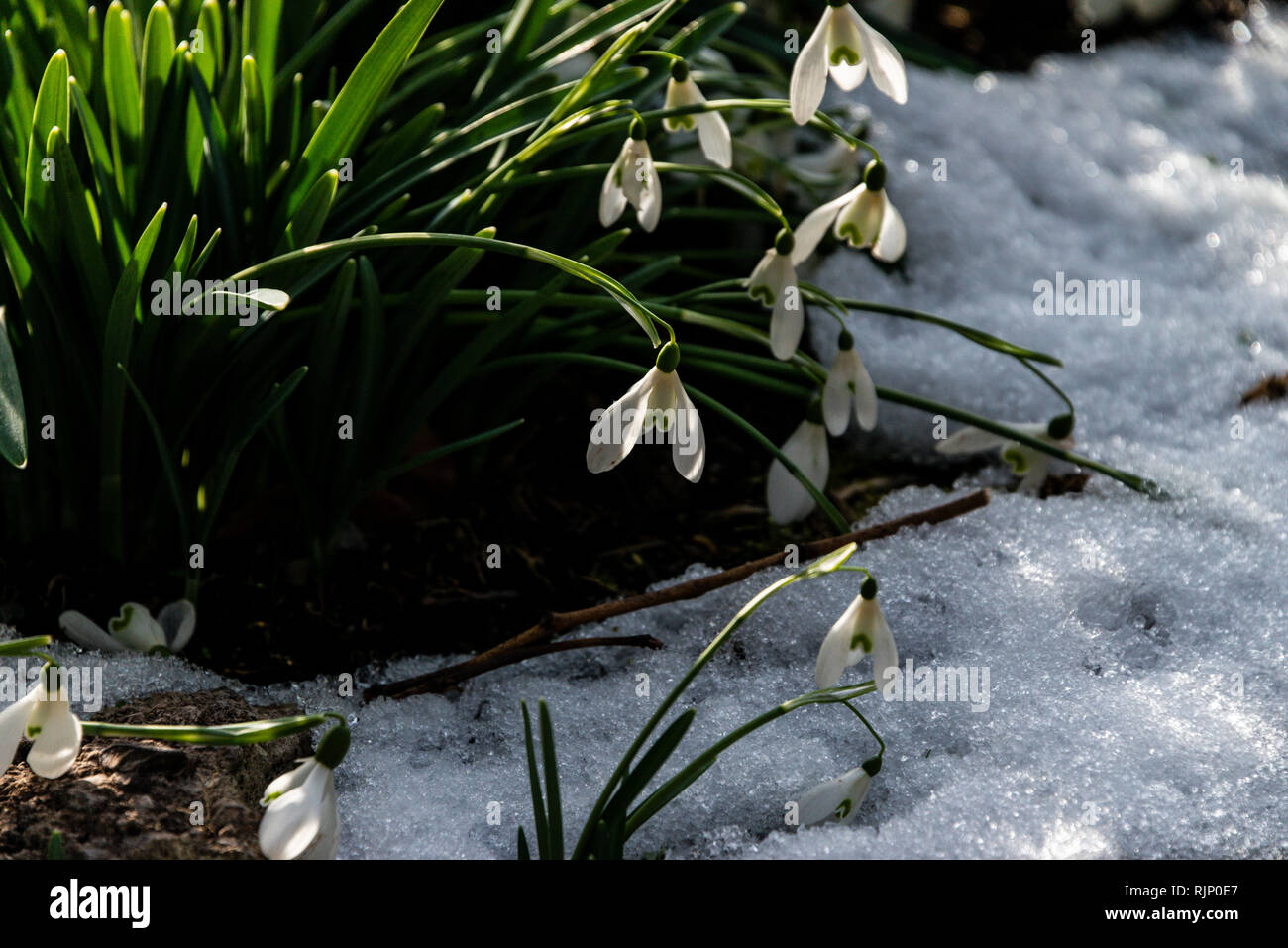 Snowdrops (Galanthus) in the snow Stock Photo - Alamy