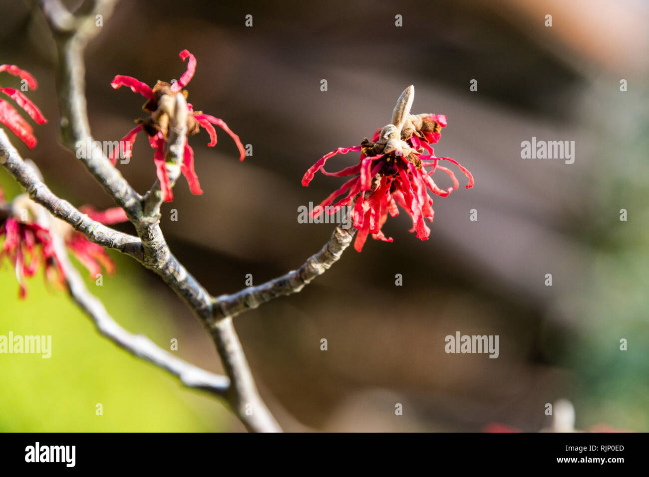 The red flowers of a witch hazel 'Diane' (Hamamelis × intermedia 'Diane ...