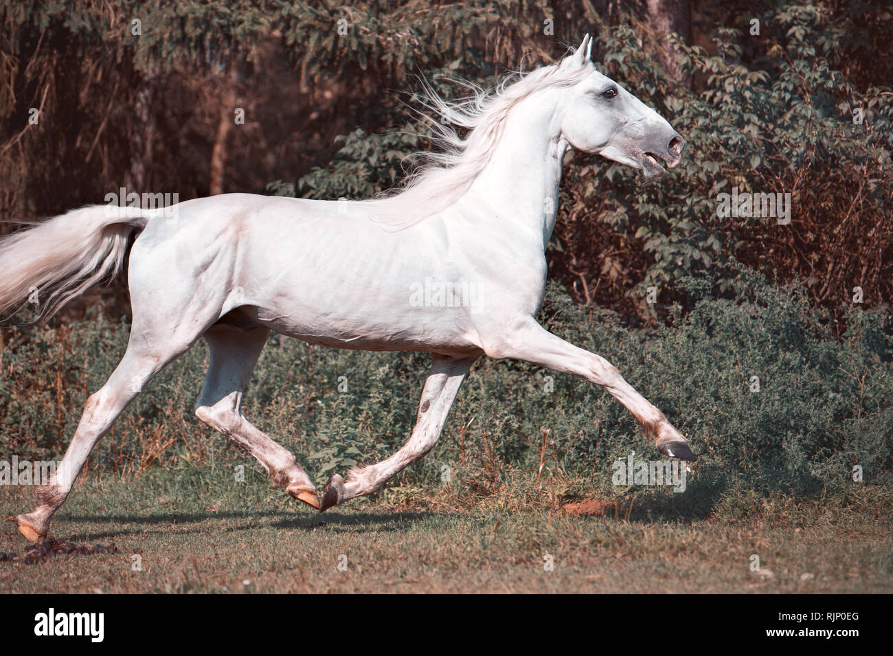 Orlov hi-res stock photography and images - Alamy