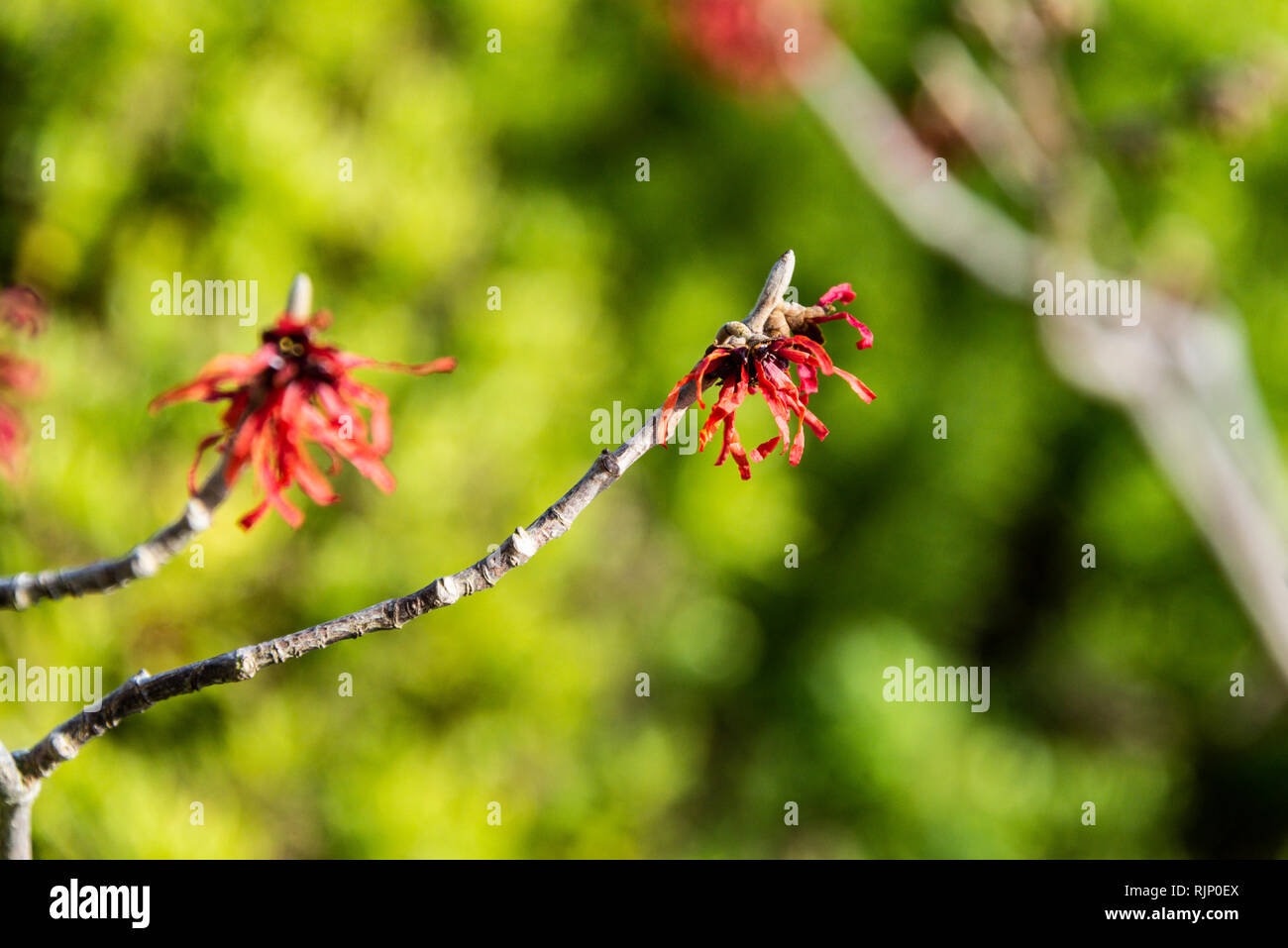 The red flowers of a witch hazel 'Diane' (Hamamelis × intermedia 'Diane ...