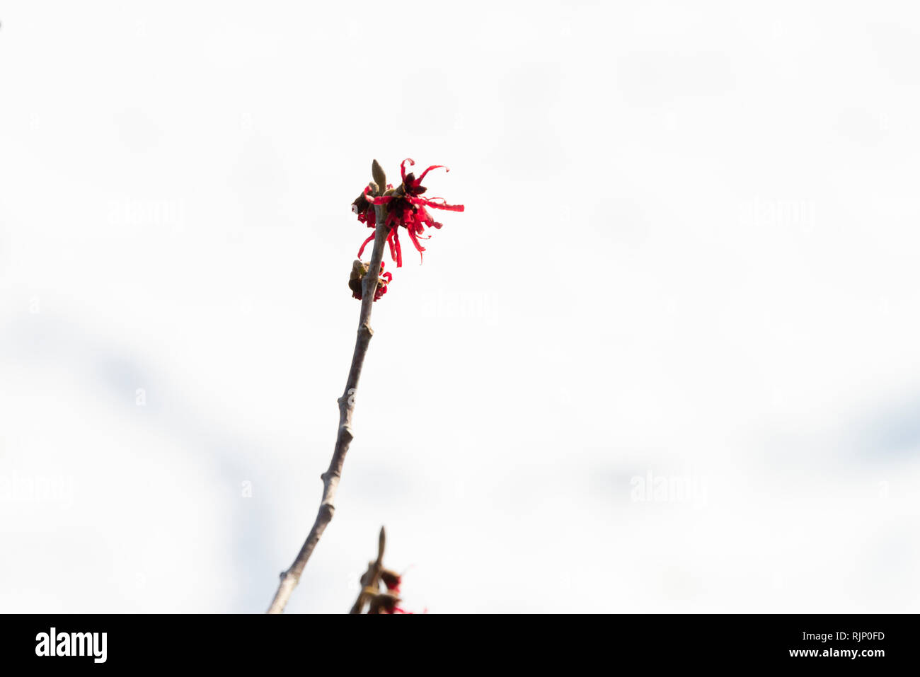 The red flowers of a witch hazel 'Diane' (Hamamelis × intermedia 'Diane ...