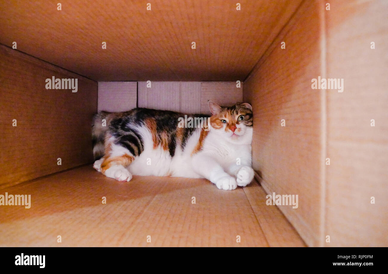 Cute cat in a box - shot with smartphone Stock Photo - Alamy