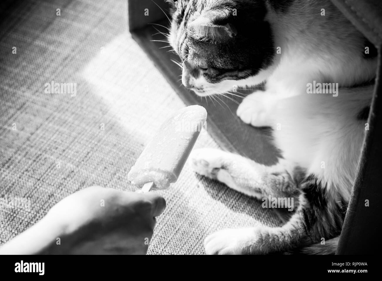 Woman feeding cat with ice-cream on stick to adorable furry cat at home ...