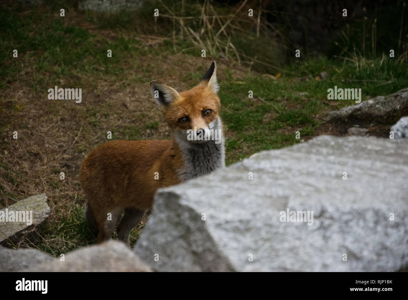 Red fox looking into the camera Stock Photo - Alamy