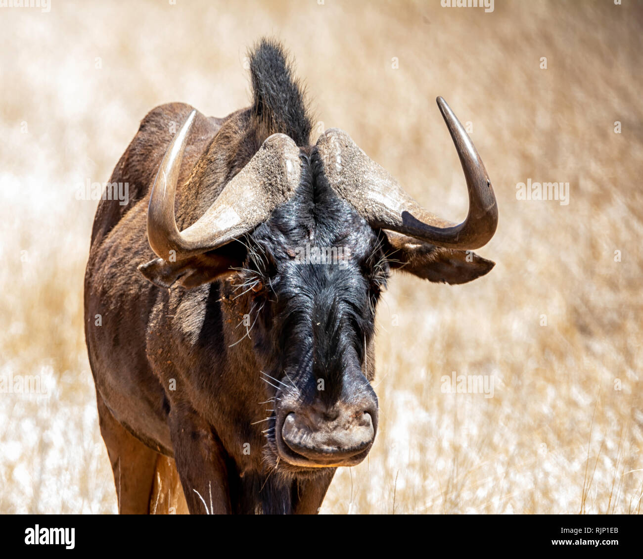 A Black Wildebeest in Southern African savanna Stock Photo - Alamy