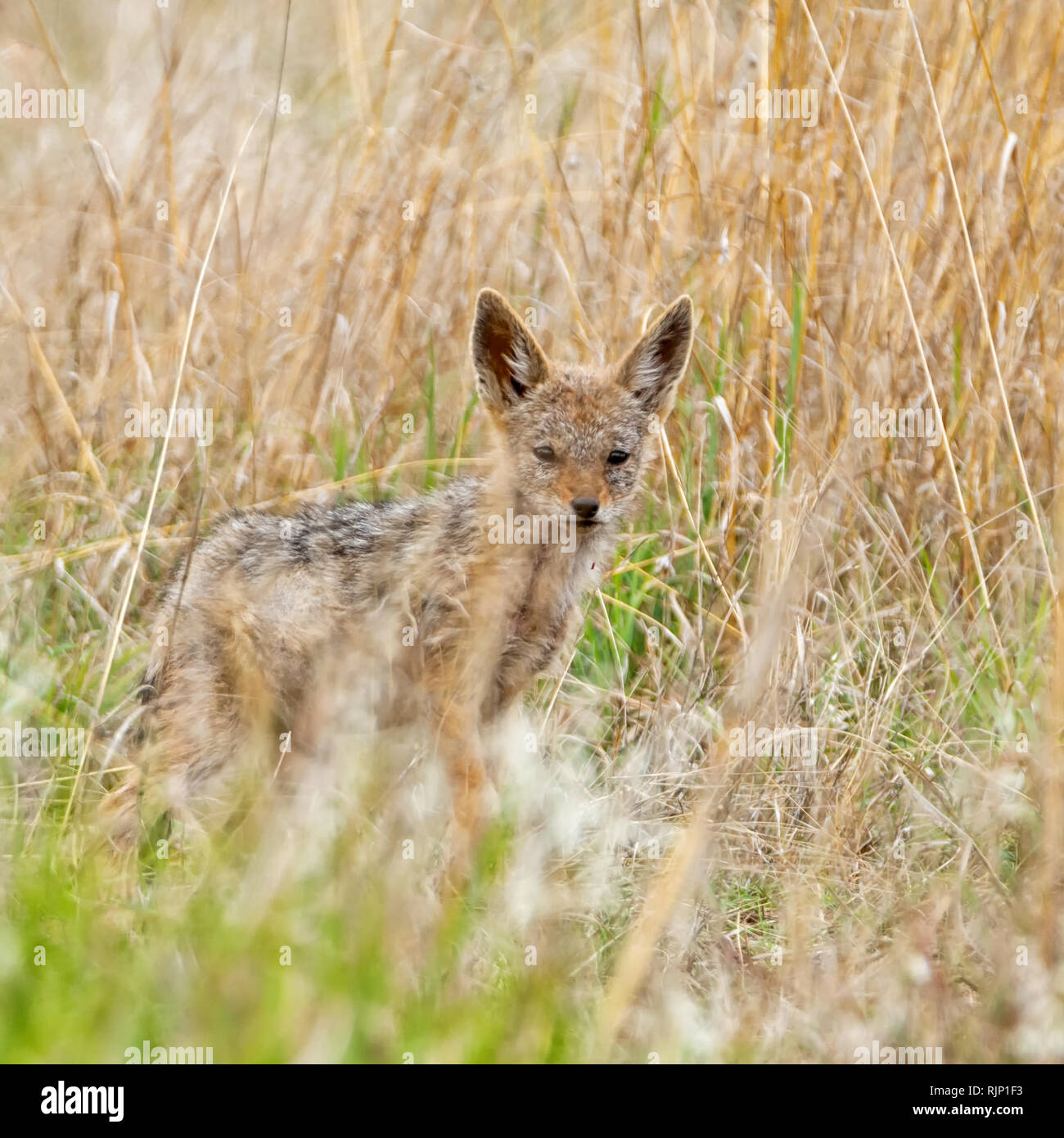 A young Black-backed jackal in Southern African savanna Stock Photo - Alamy