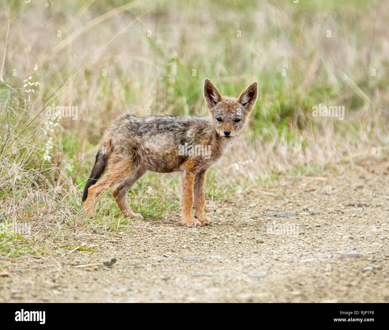 A young Black-backed jackal in Southern African savanna Stock Photo - Alamy