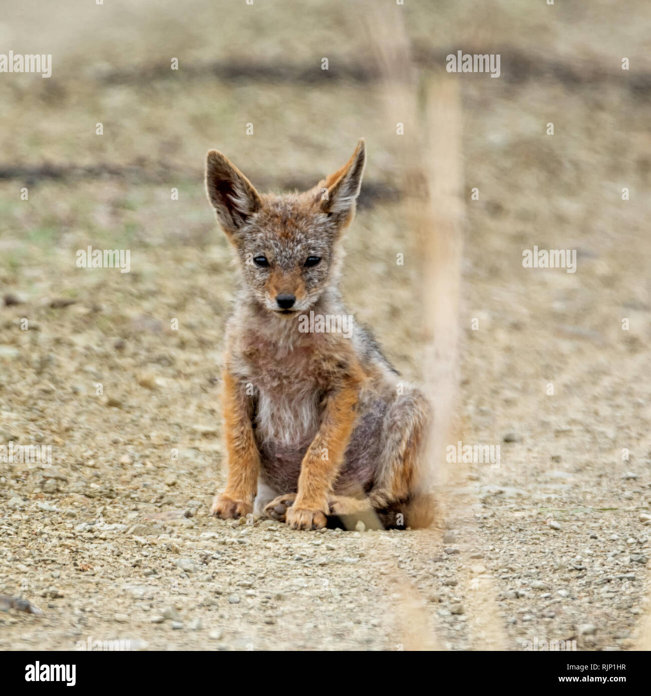 A young Black-backed jackal in Southern African savanna Stock Photo - Alamy