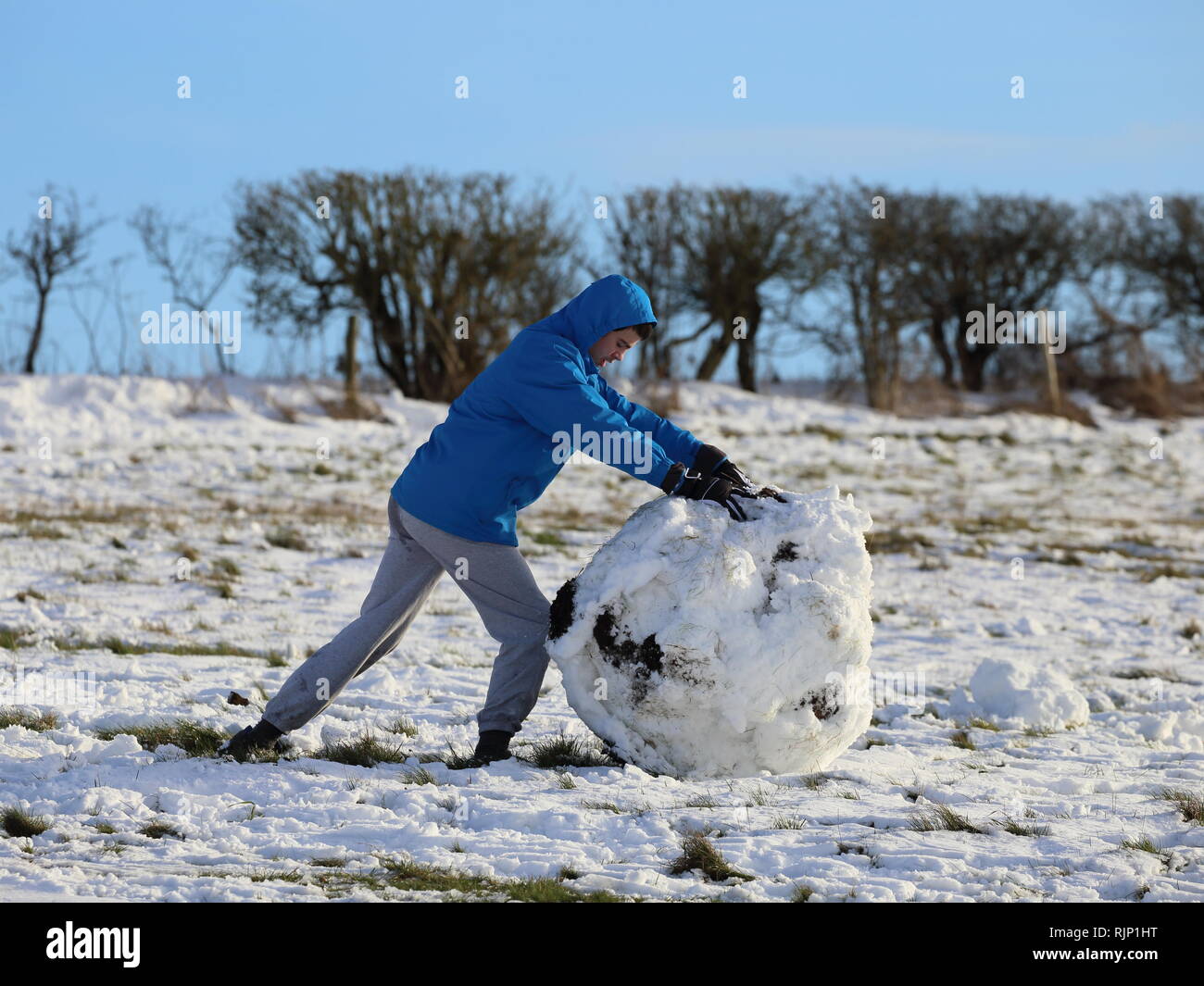 Boy pushing large snow ball on Dunstable downs, Bedfordshire, England ...