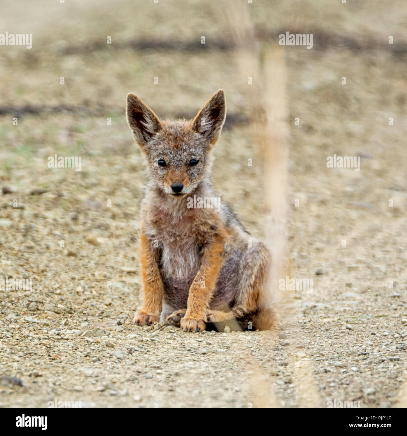 Cute Baby Jackal