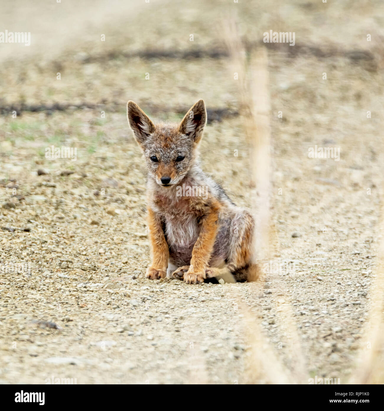 Baby African Jackal