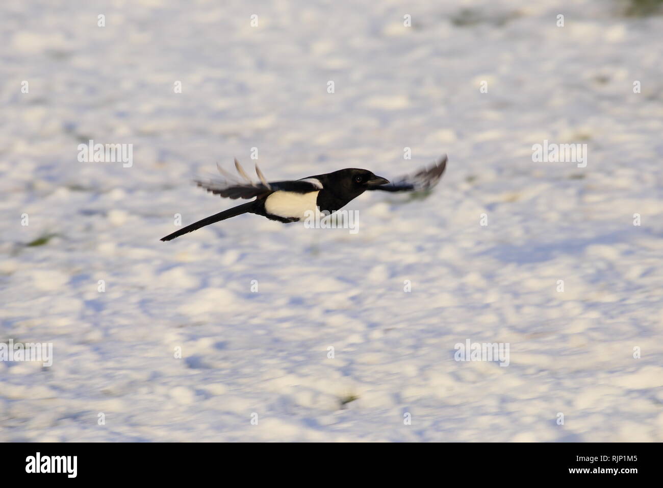 magpie flying over snow field Stock Photo - Alamy