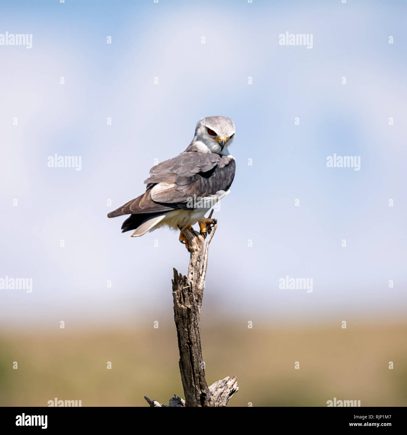A Black-shouldered Kite perched on a dead tree in Southern African ...