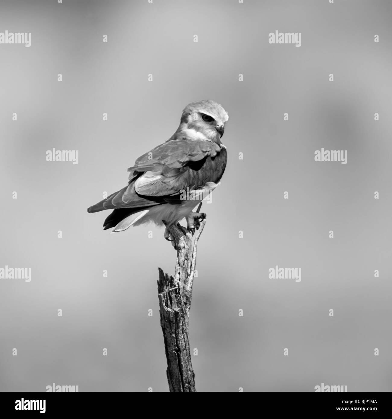 A Black-shouldered Kite perched on a dead tree in Southern African ...