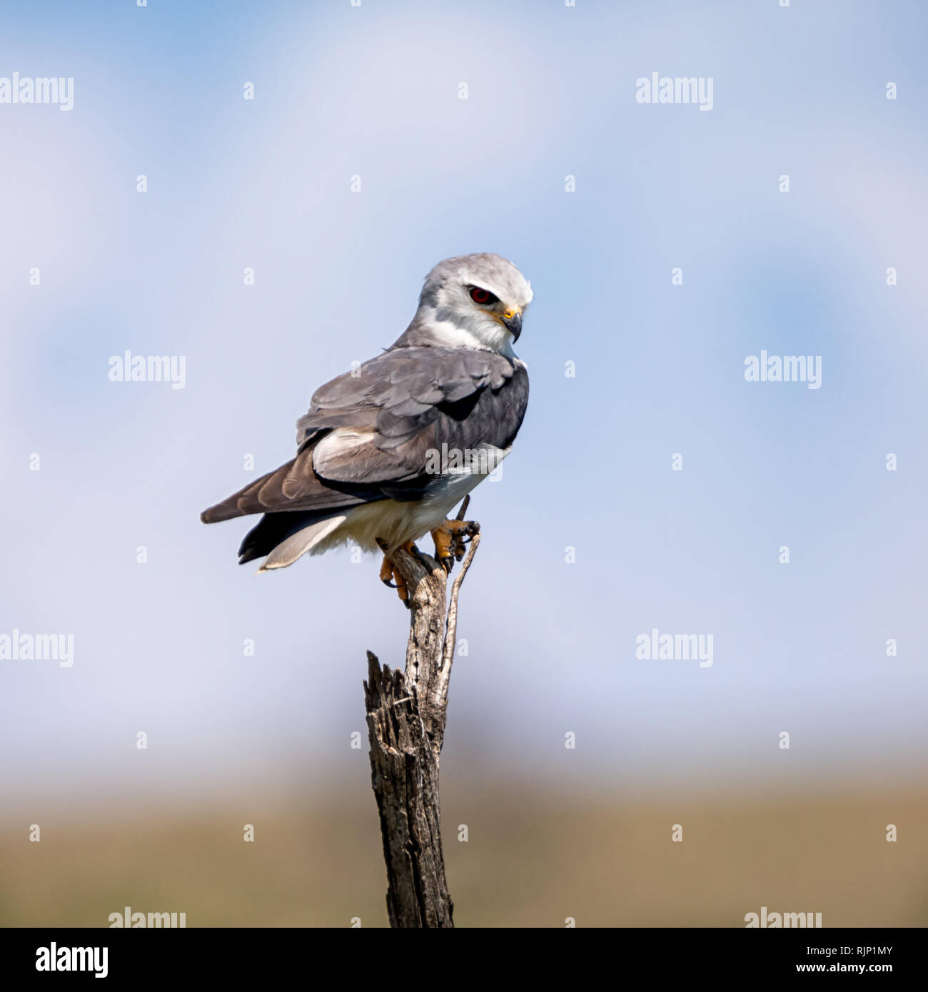 A Black-shouldered Kite perched on a dead tree in Southern African ...