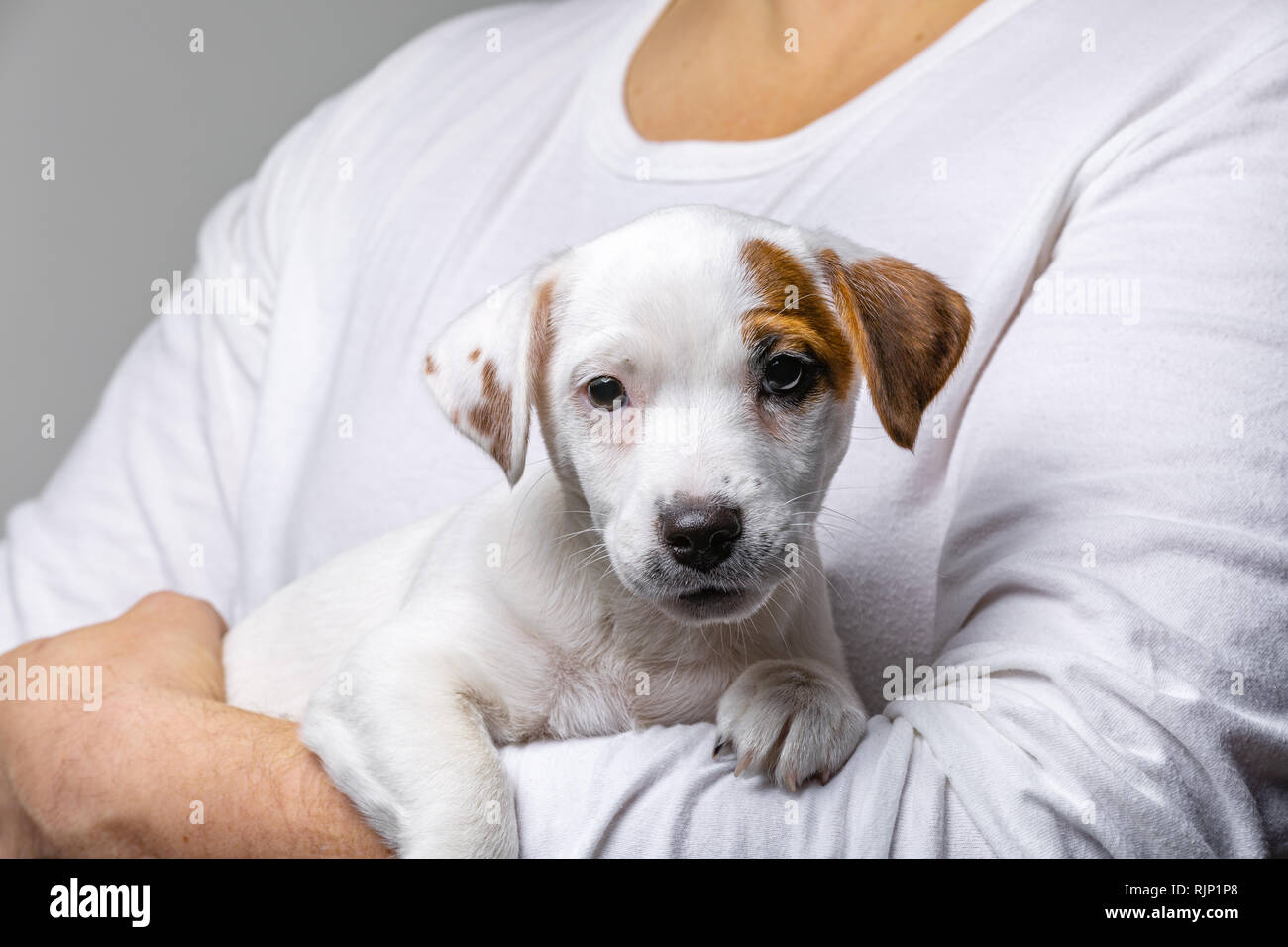 Horizontal portrait of handsome cheerful man holds jack russell ...