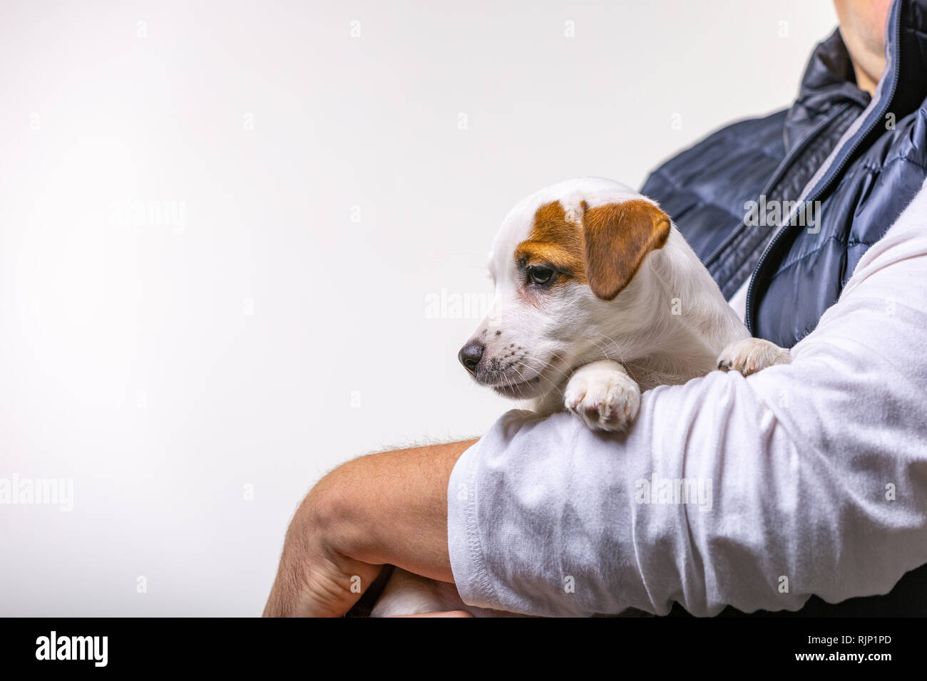 Horizontal portrait of handsome cheerful man holds jack russell ...
