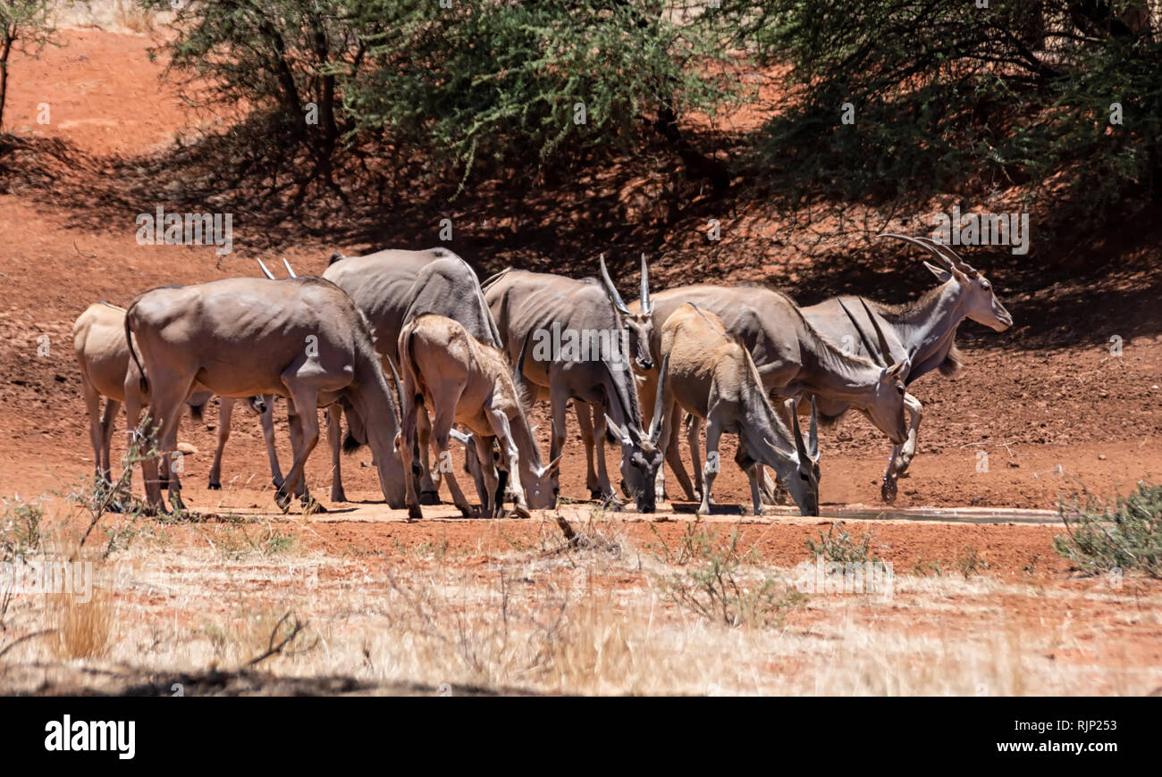 A herd of Eland at a watering hole in Southern African savanna Stock ...