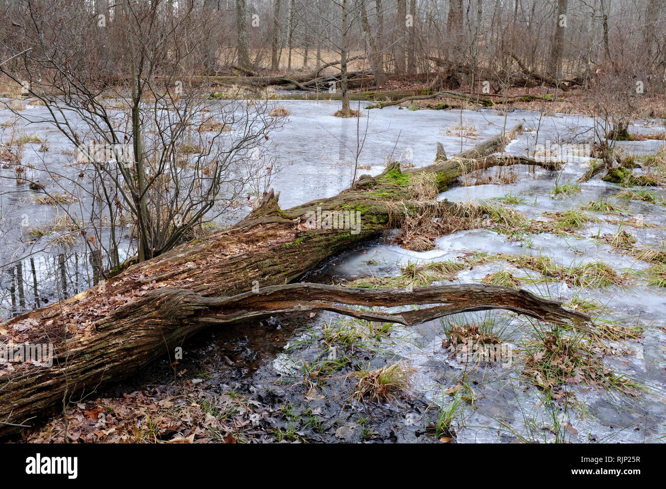 Ice covered swamp surface with trees during winter season in Great ...