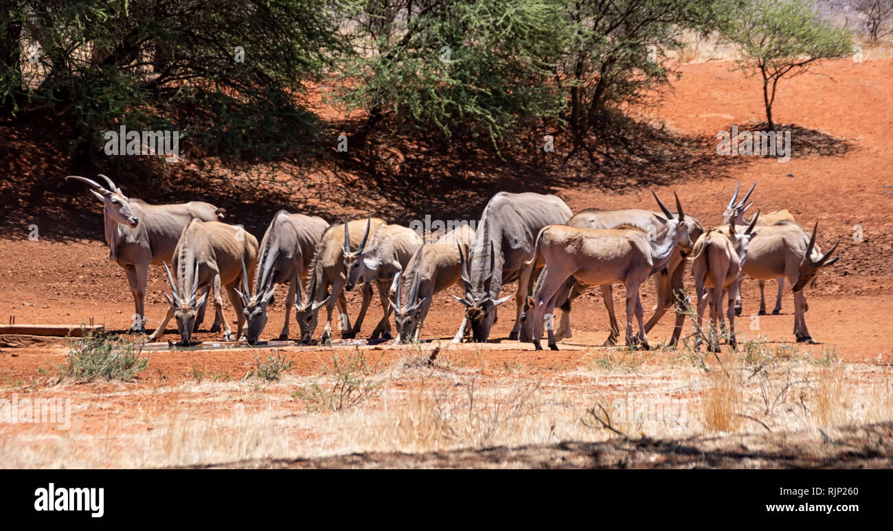 A herd of Eland at a watering hole in Southern African savanna Stock ...