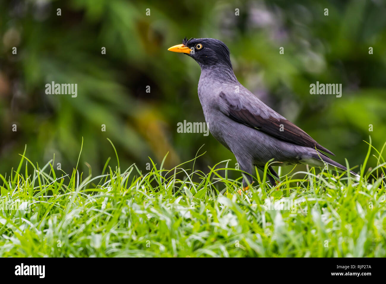 Acridotheres javanicus hi-res stock photography and images - Alamy