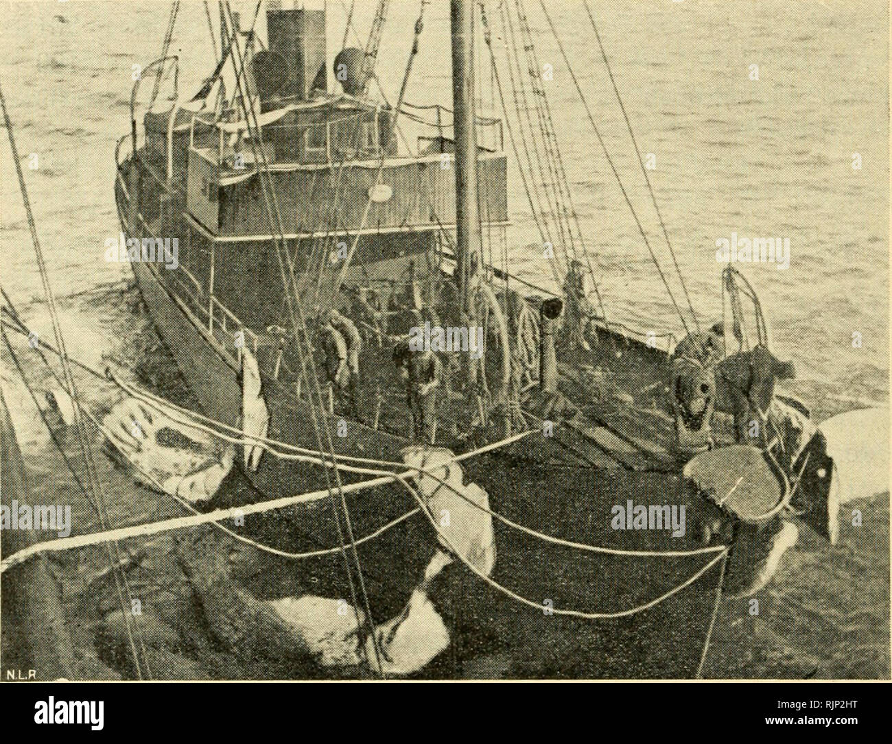 . Av hvalfangstens historie. Whaling. 544 HVALFANGSTEN VED AUSTRALIEN ...