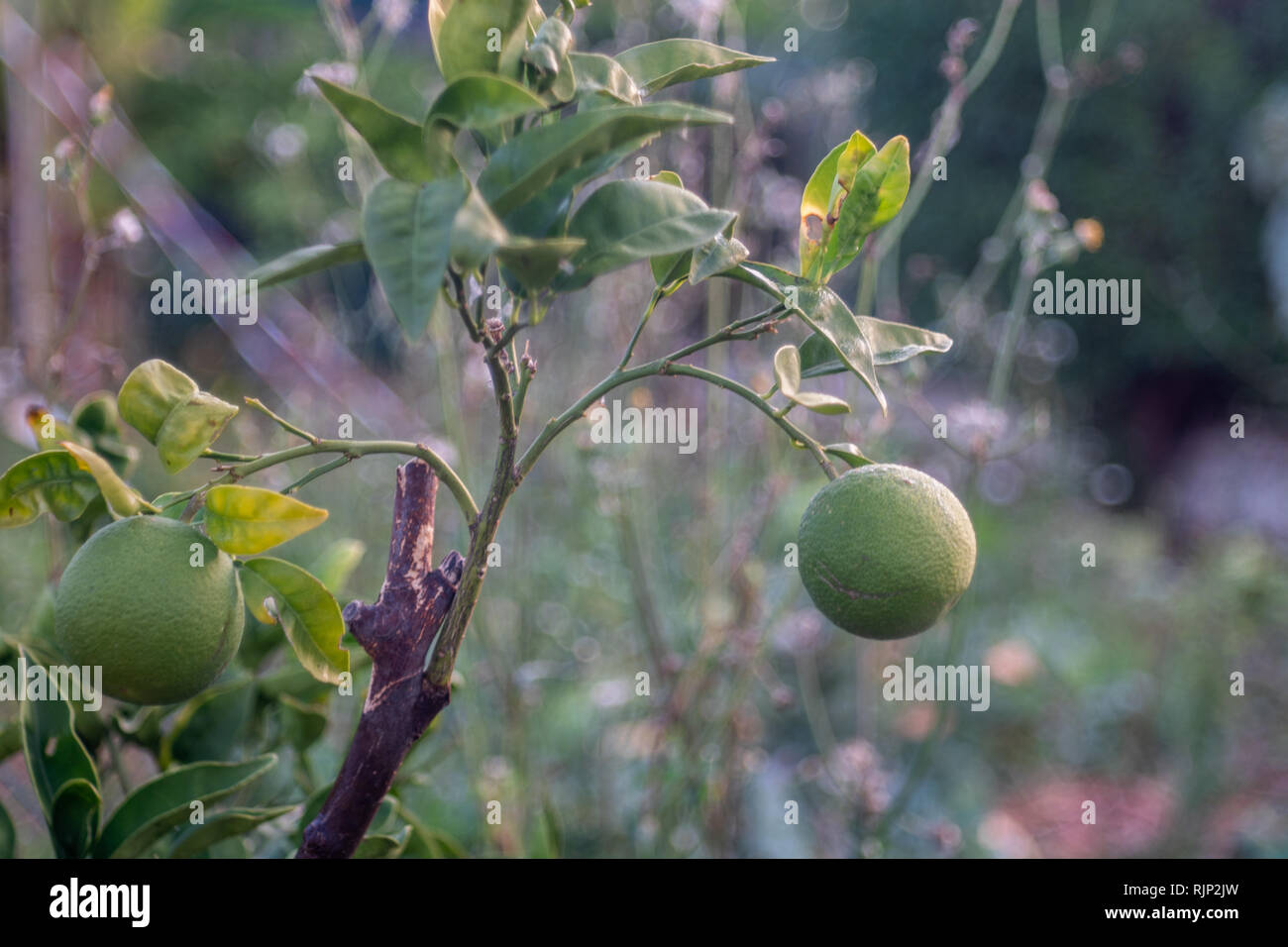 green lemon tree garden Stock Photo - Alamy