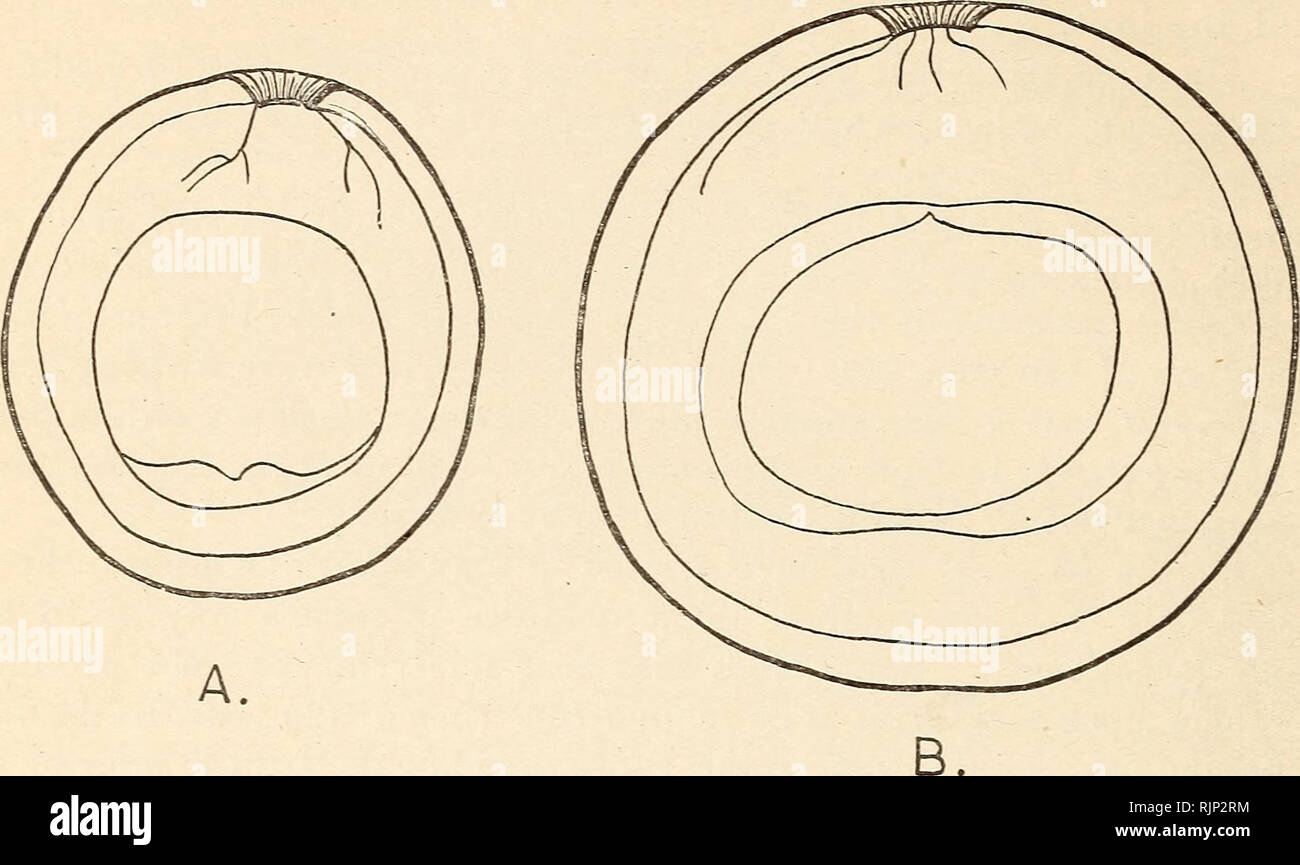 Longitudinal sections fruit hi-res stock photography and images - Alamy
