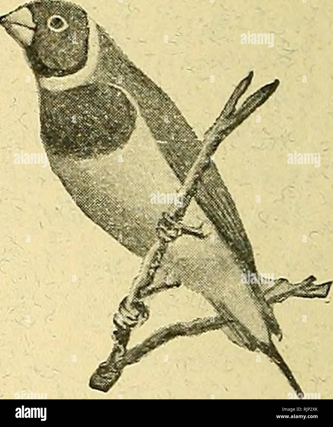 Red faced lovebirds hi-res stock photography and images - Alamy