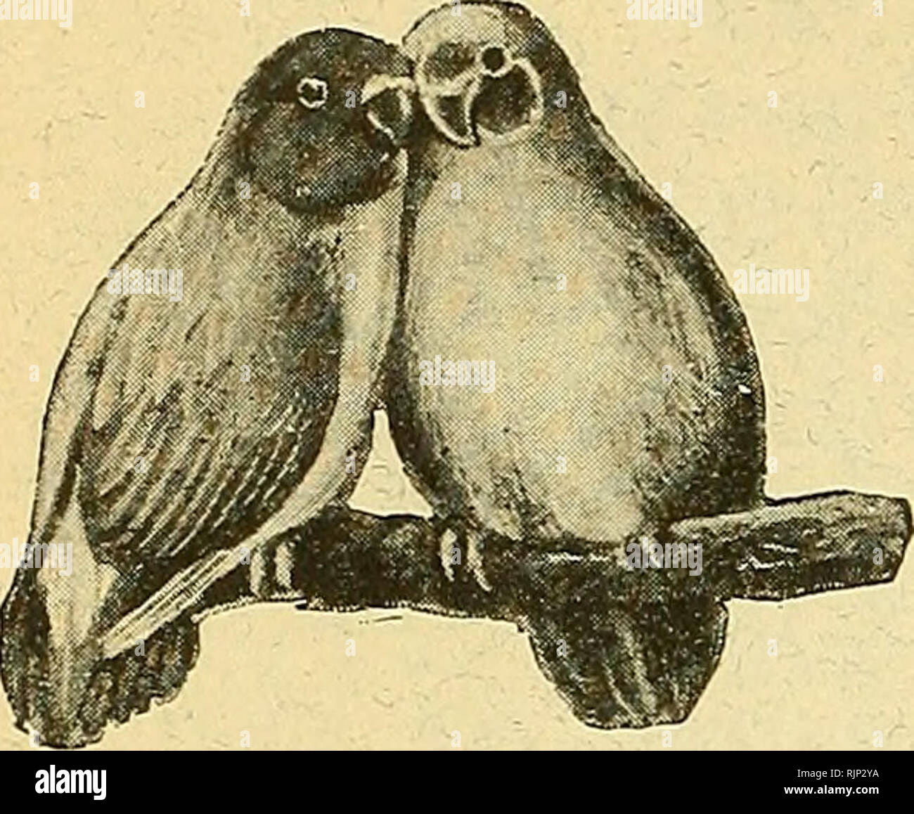 Red faced lovebirds hi-res stock photography and images - Alamy