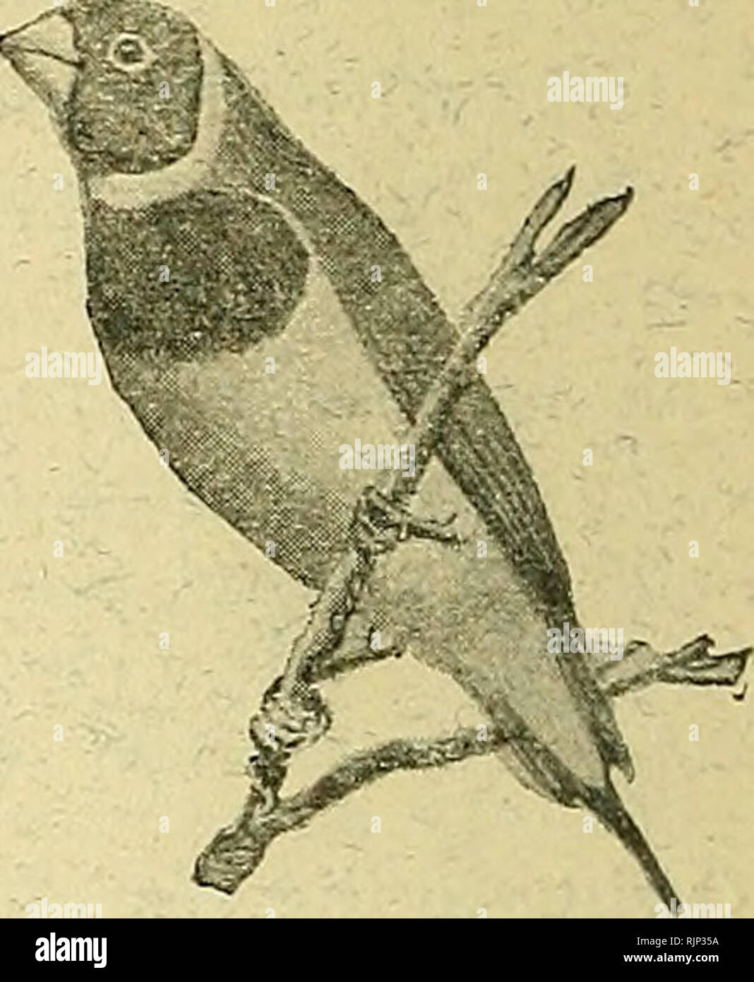 Red faced lovebirds hi-res stock photography and images - Alamy