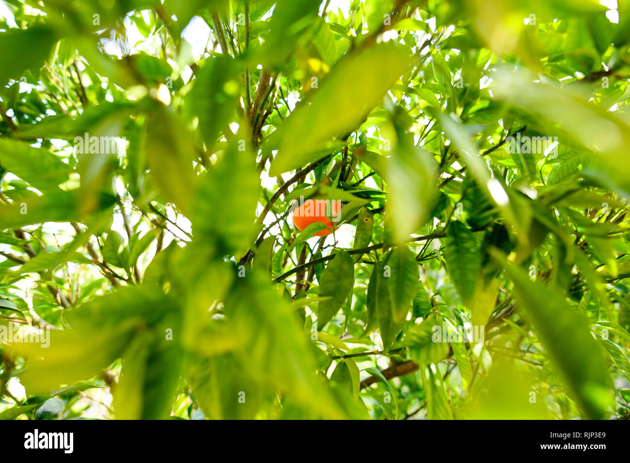 (selective focus) A single mandarin is hung on the plant full of green ...