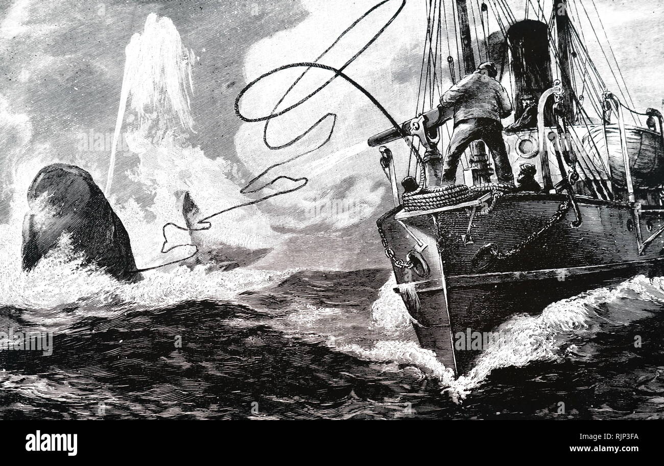 Harpooning hi-res stock photography and images - Alamy