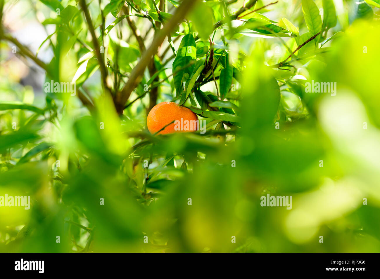 (selective focus) A single mandarin is hung on the plant full of green ...