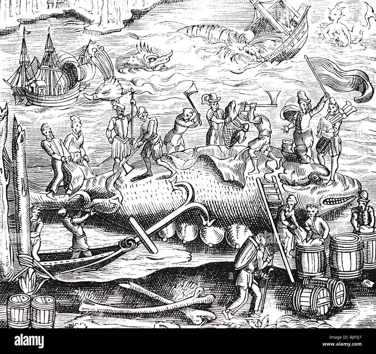 A woodcut engraving depicting whaling - flensing a whale. Dated 16th ...