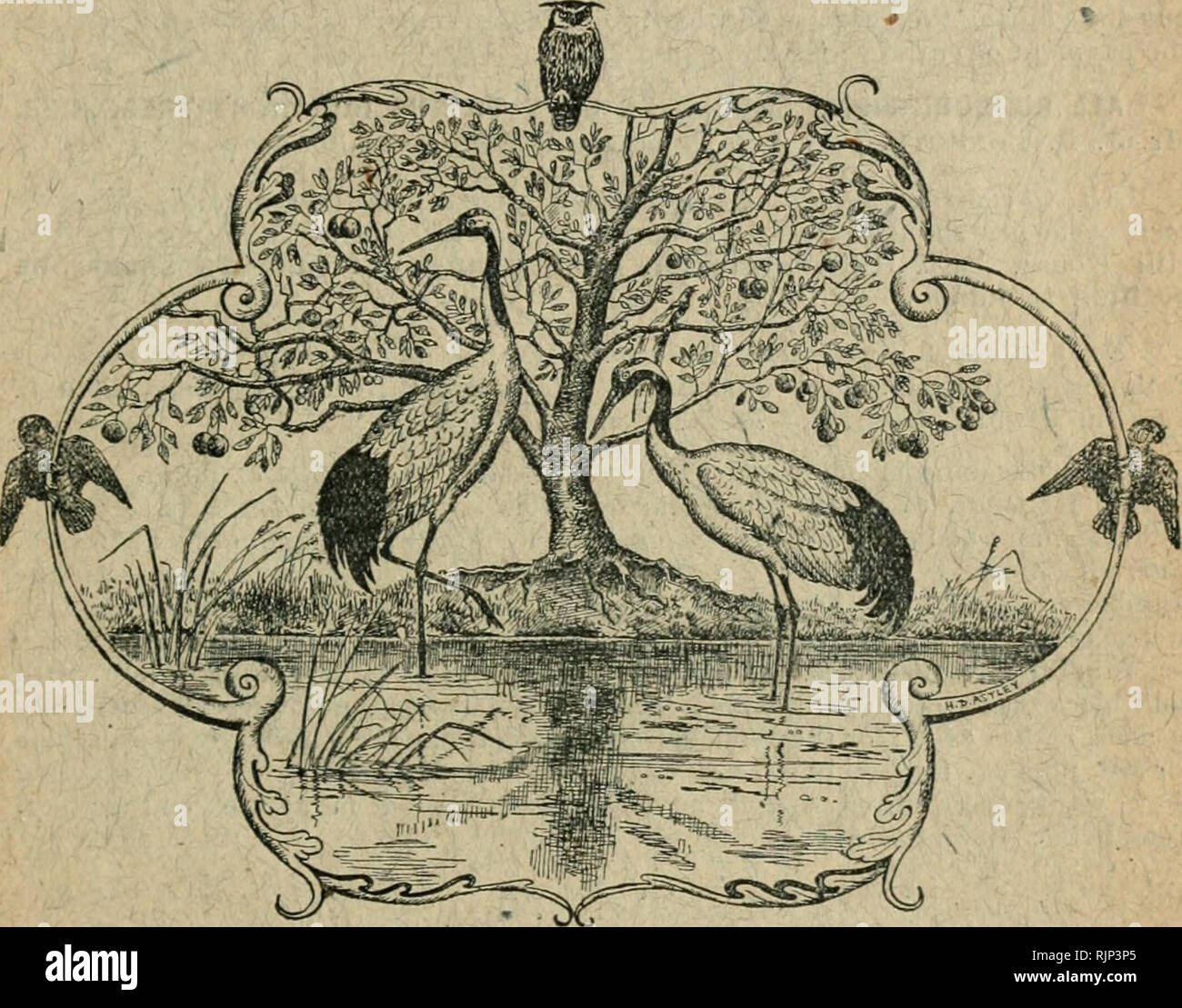 Australian aviculture hi-res stock photography and images - Alamy