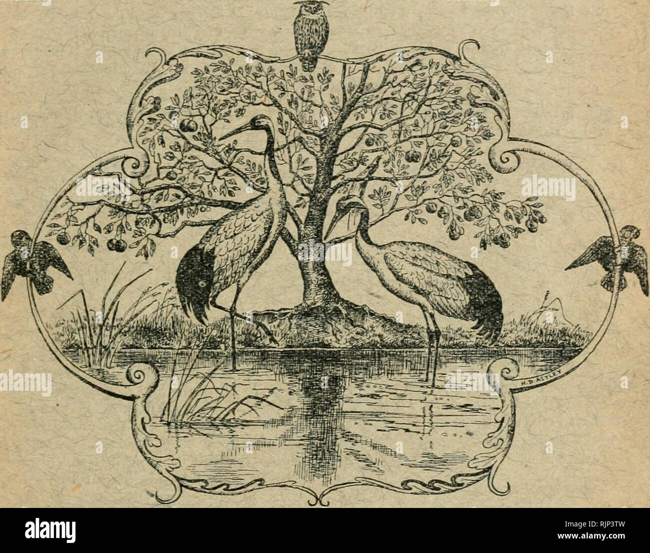 Bukor hi-res stock photography and images - Alamy