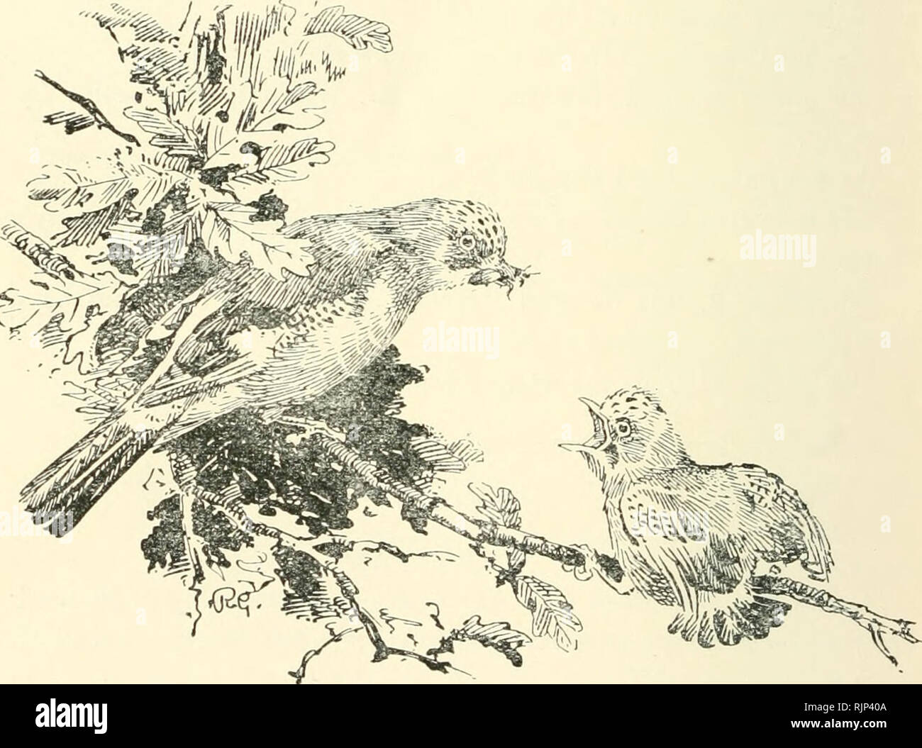 Roland green artist hi-res stock photography and images - Alamy