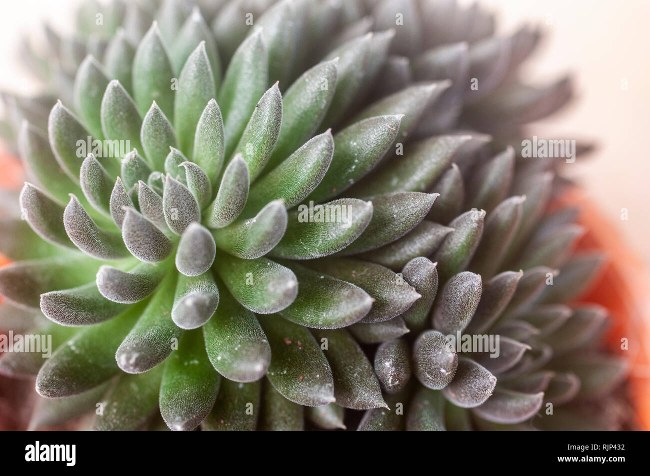 Close up of a sedum plant. This plant have water-storing leaves ...