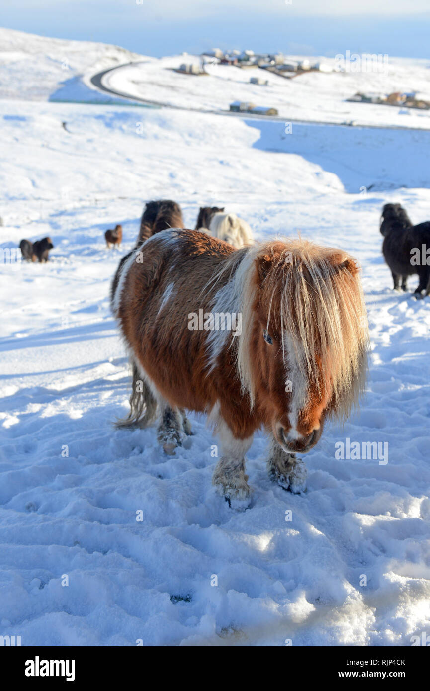 Shetland pony landscape hi-res stock photography and images - Alamy