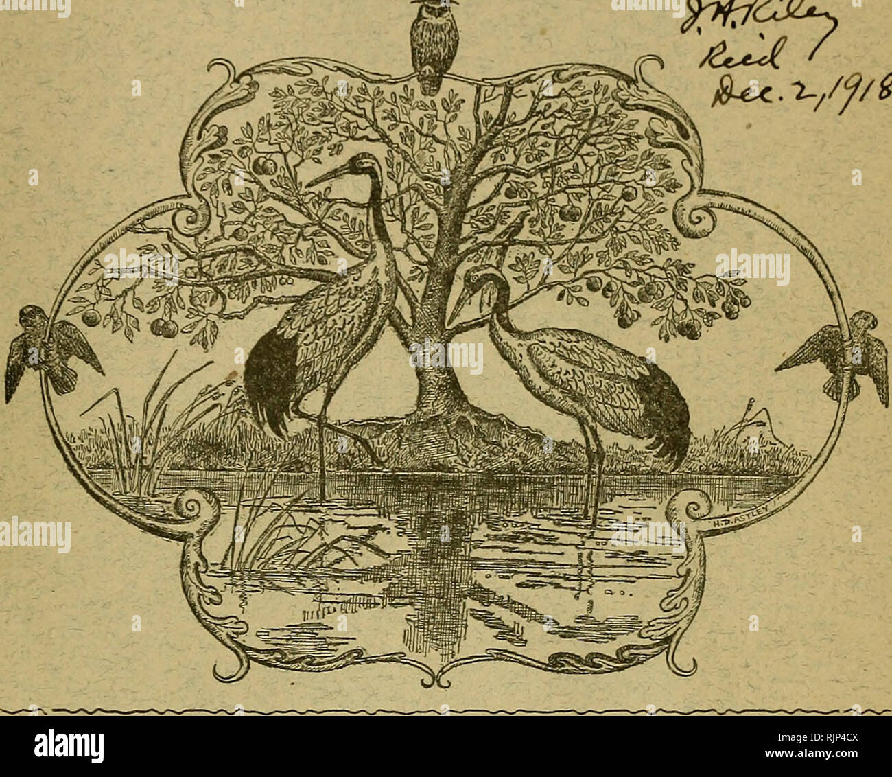 Indian partridge hi-res stock photography and images - Alamy