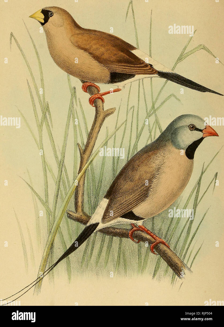 Masked grass finch hi-res stock photography and images - Alamy