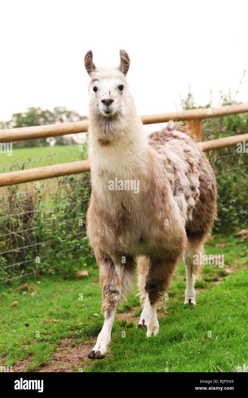 Walking with llamas hi-res stock photography and images - Alamy