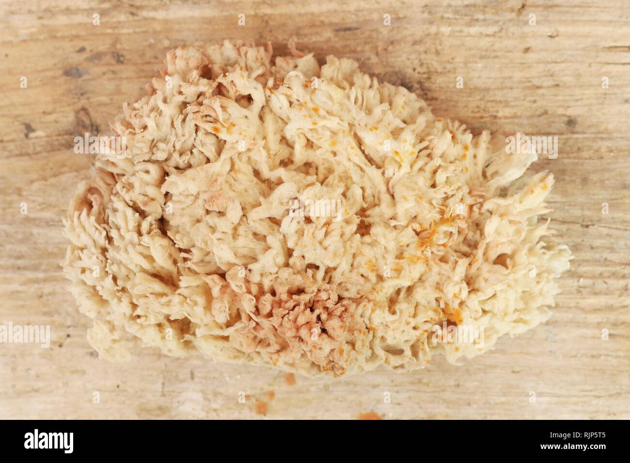 Sponge like stone hi-res stock photography and images - Alamy