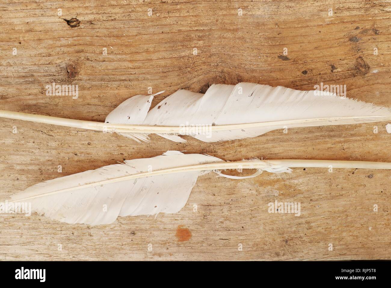 Hair like feathers hi-res stock photography and images - Alamy