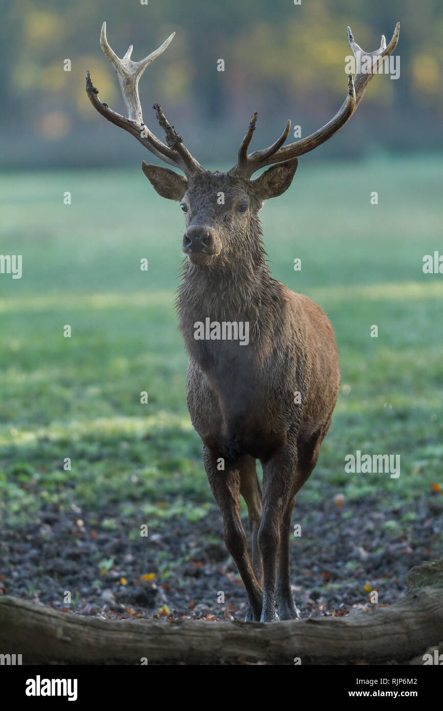 Deer in the forest Stock Photo - Alamy