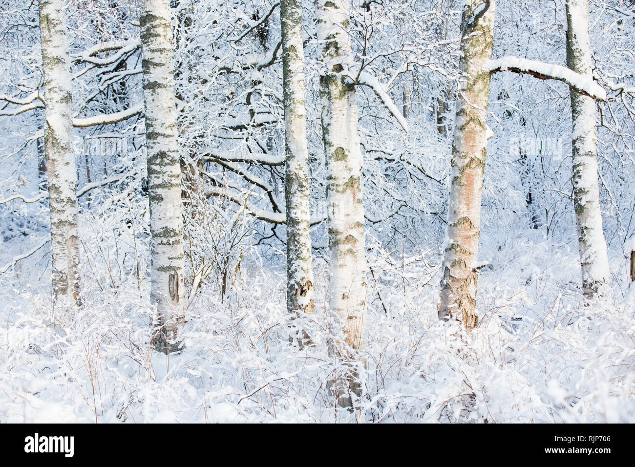 Typically Finnish snow-covered silver birch forest, Espoo, Finland ...
